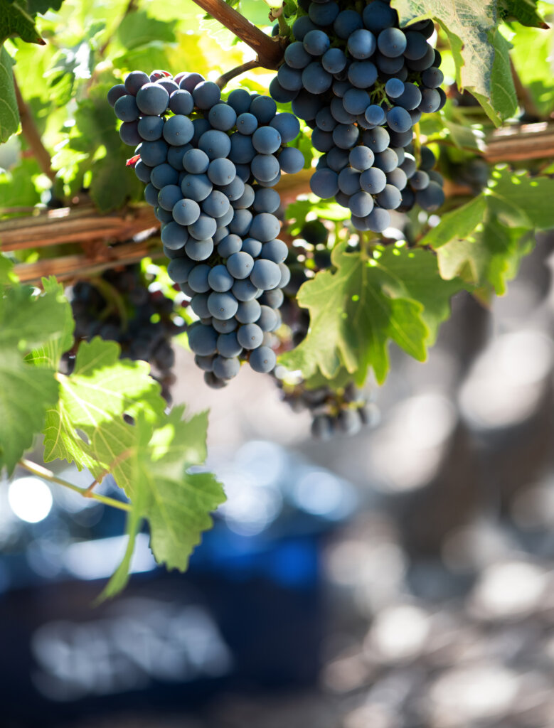 Gallery - Hatch Mansfield